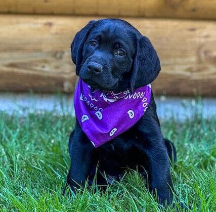 Dogs for Better Lives Names Puppy-in-Training “Jet” in Honor of Angel ...